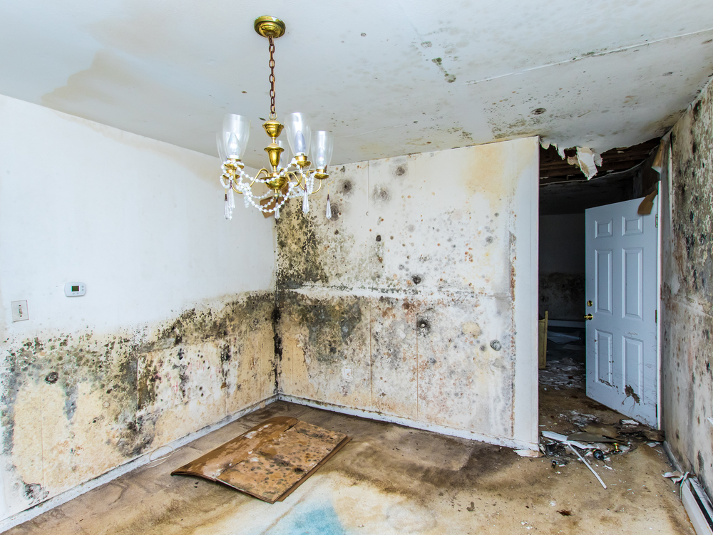 How To Deal With Damp & Mildew