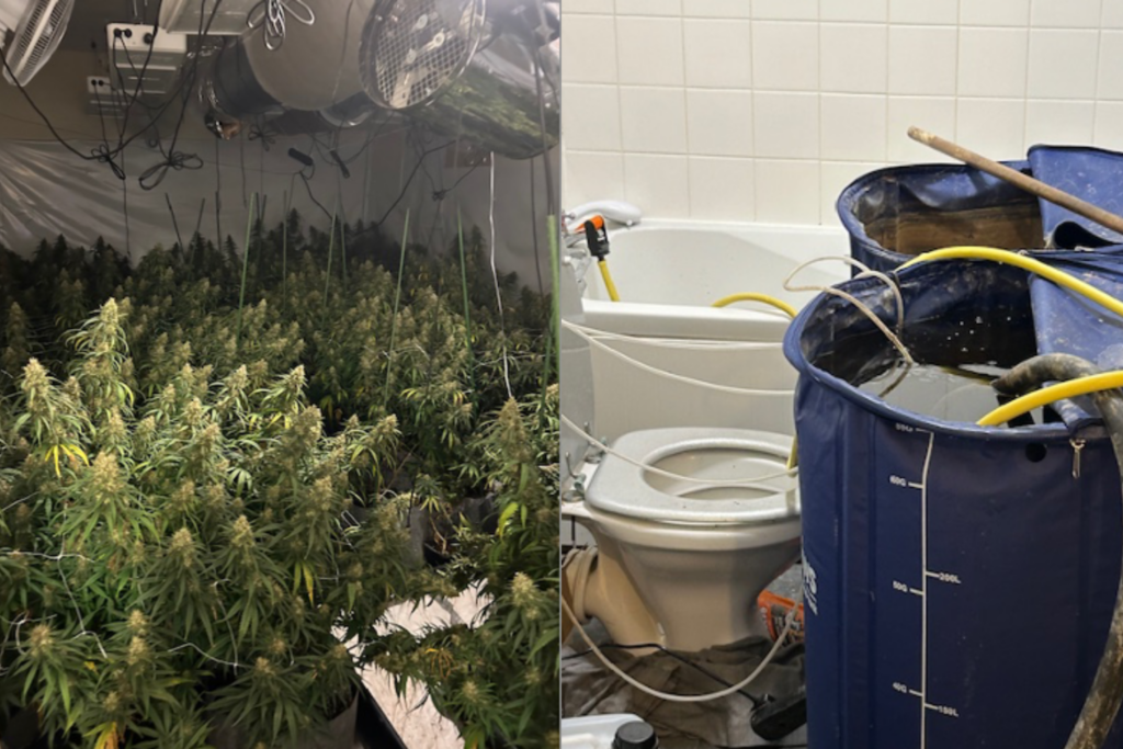 Lessons from Finding a Marijuana Factory in My Rental Property